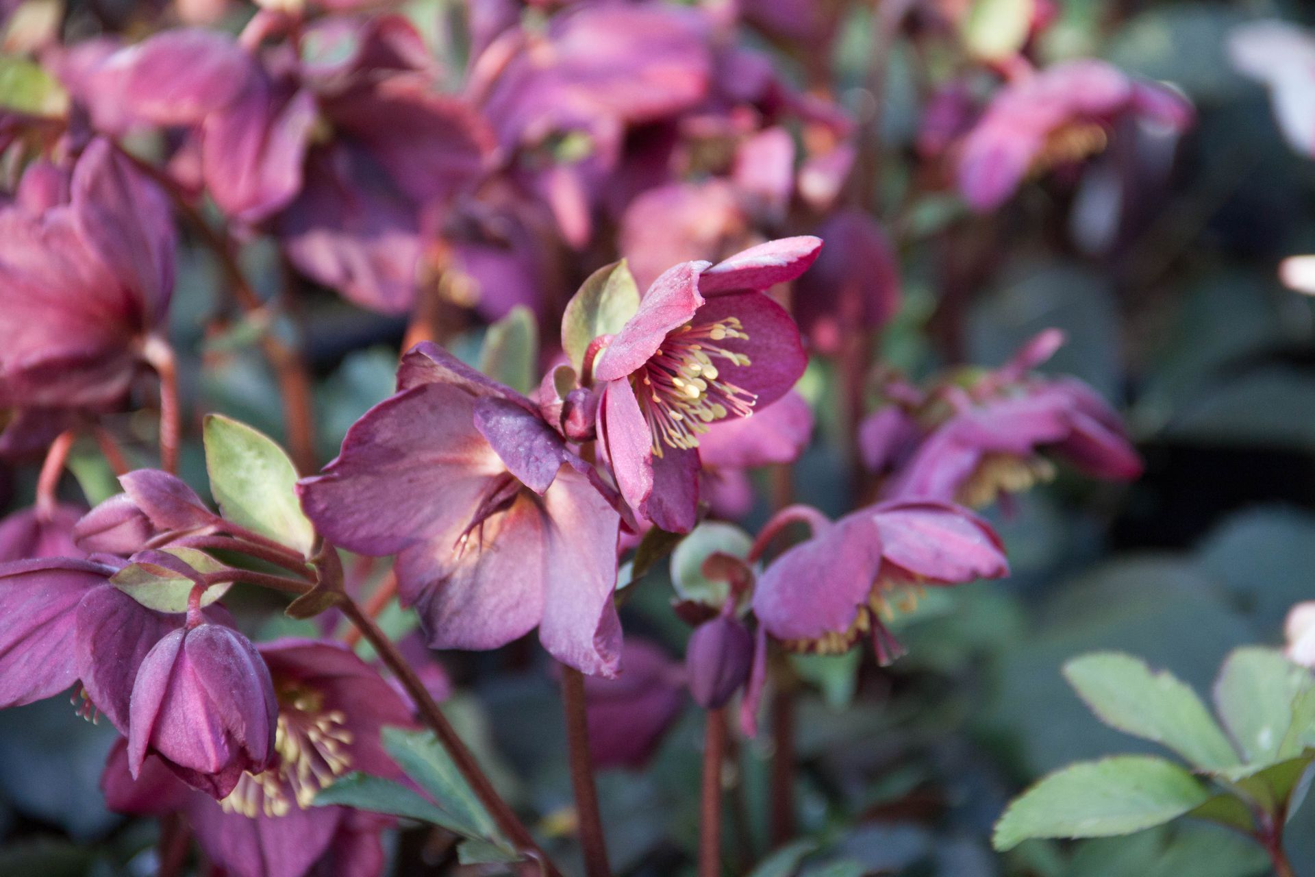 Hellebores, with Dr. Ross Bayton | Heronswood Garden