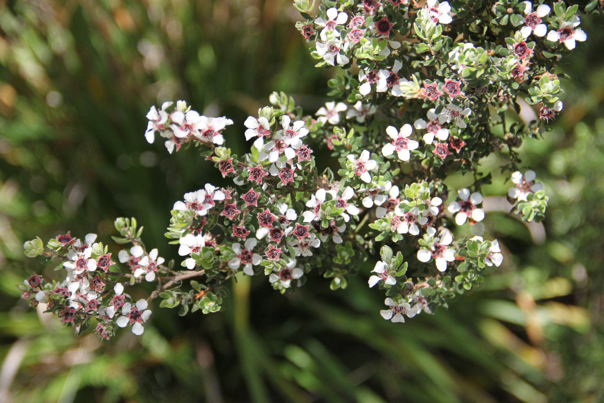 Plants from Down Under, with Dan Hinkley | Heronswood Garden
