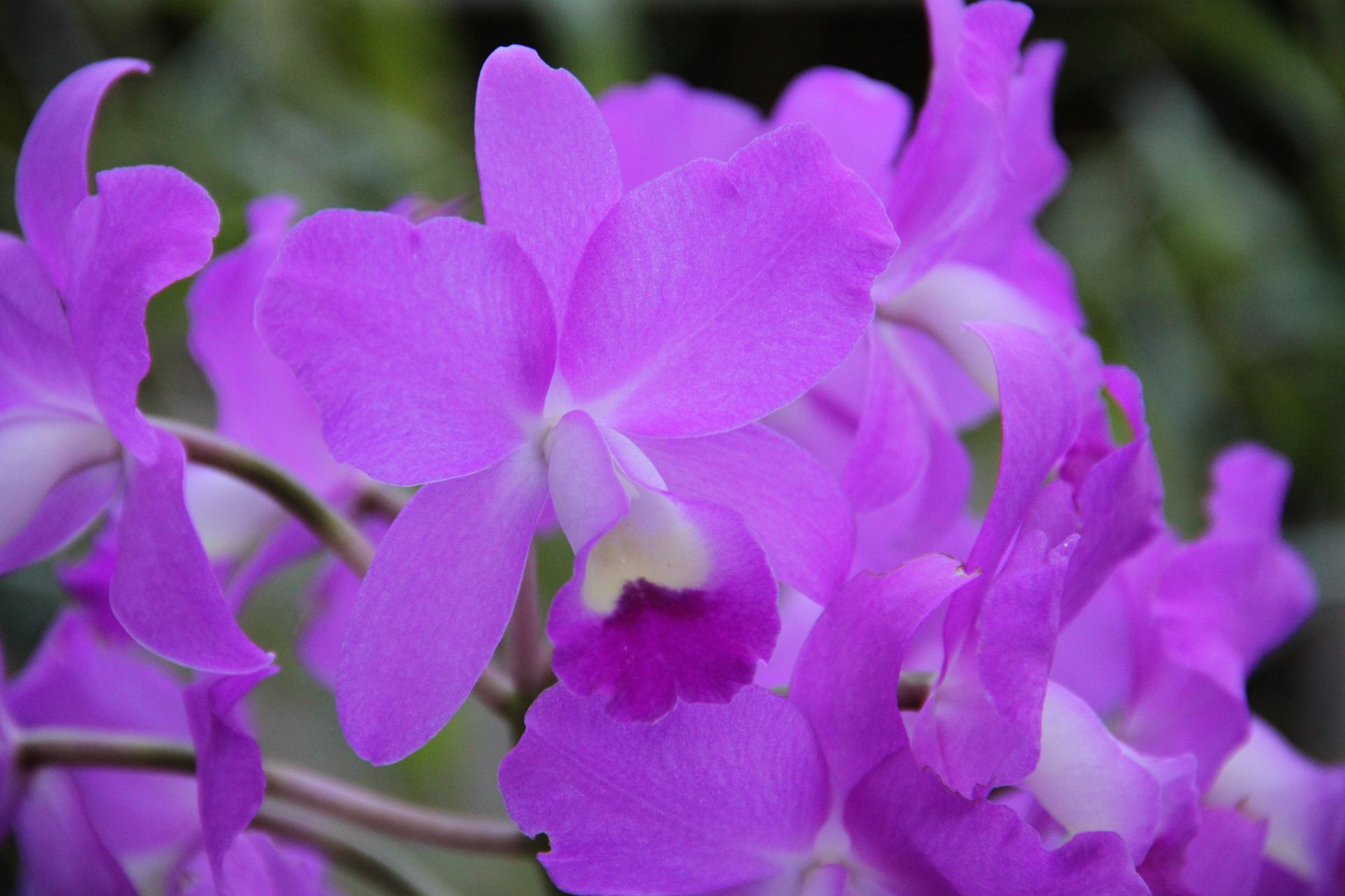 Back to Basics: Houseplants with Riz Reyes & Ross Bayton | Heronswood ...