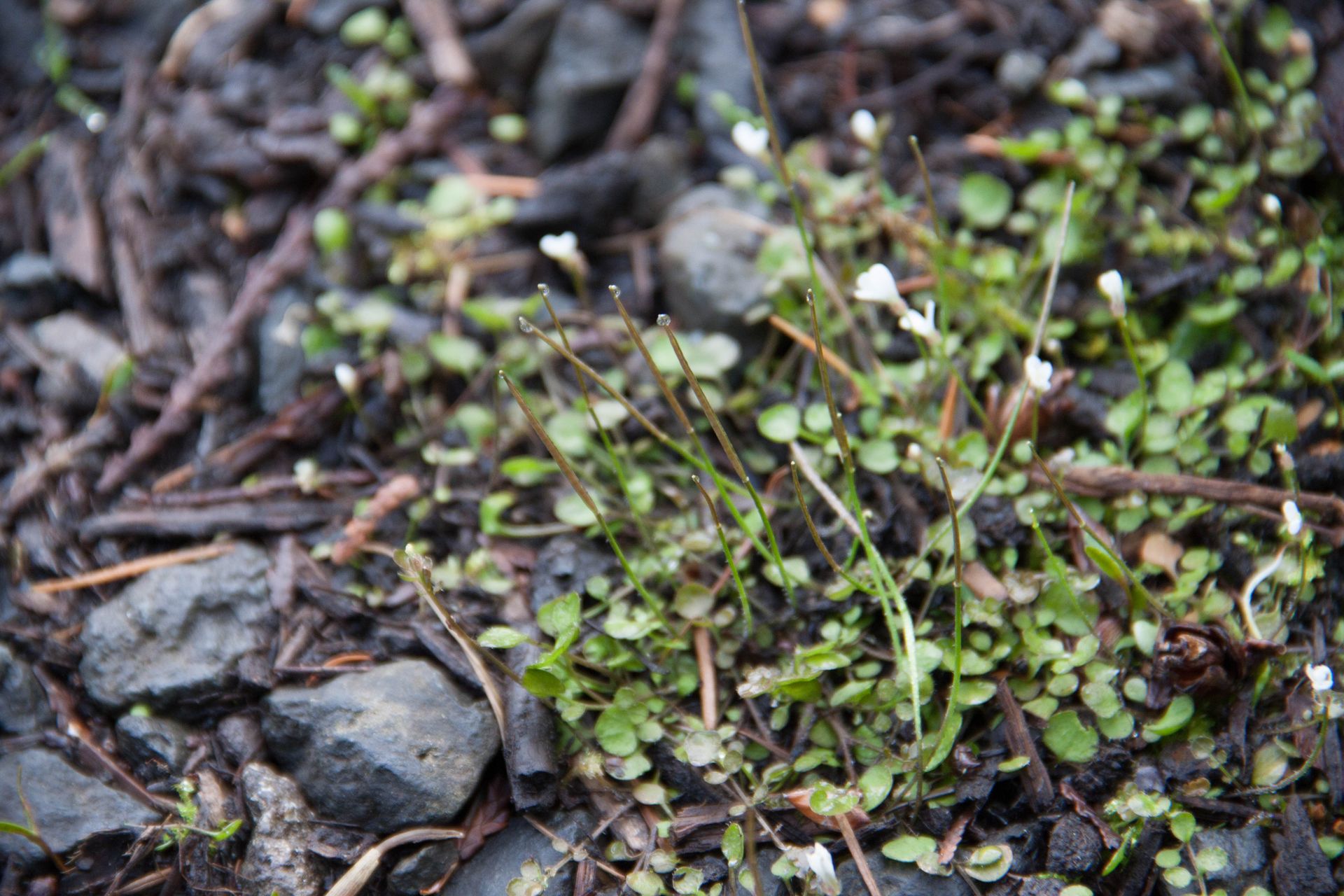 Back to Basics: Weeds, with Ross Bayton | Heronswood Garden