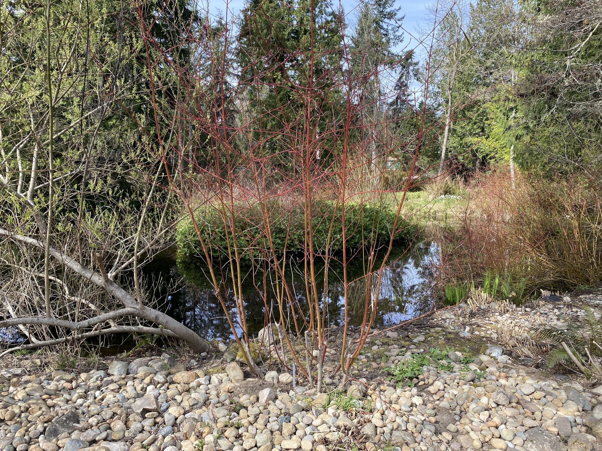 Back to Basics: Winter Pruning, with Dan Hinkley and Riz Reyes | Heronswood Garden