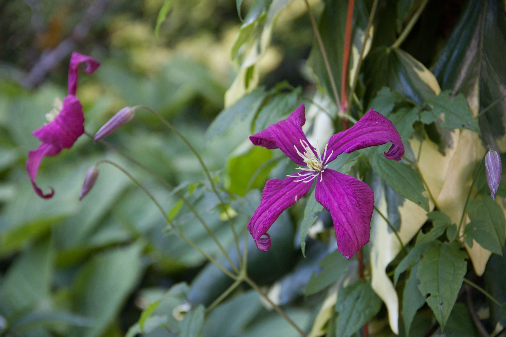 Vines for Blooms & Screens, with Ross Bayton | Heronswood Garden