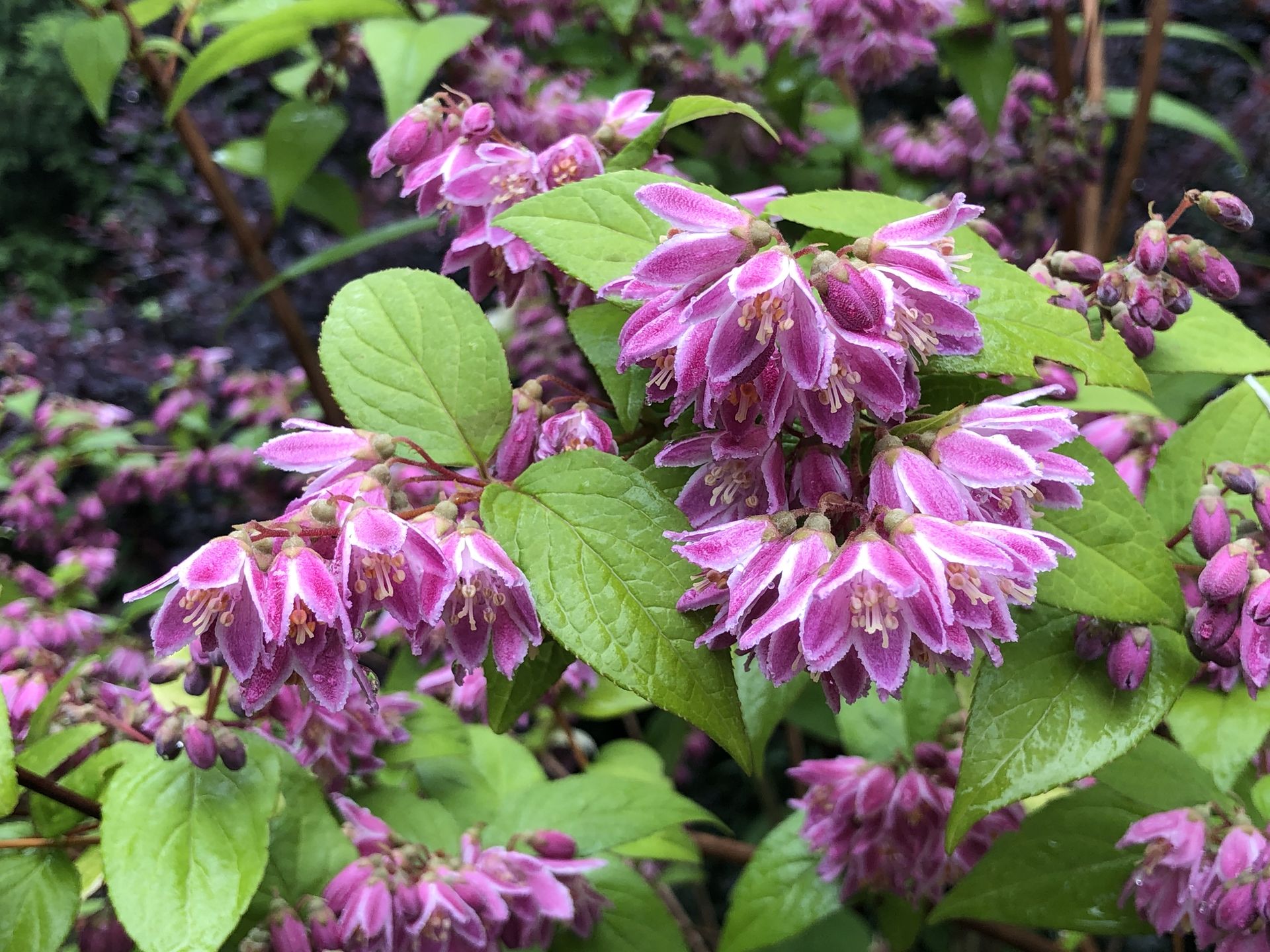 Summer-blooming Shrubs, with Ross Bayton | Heronswood Garden