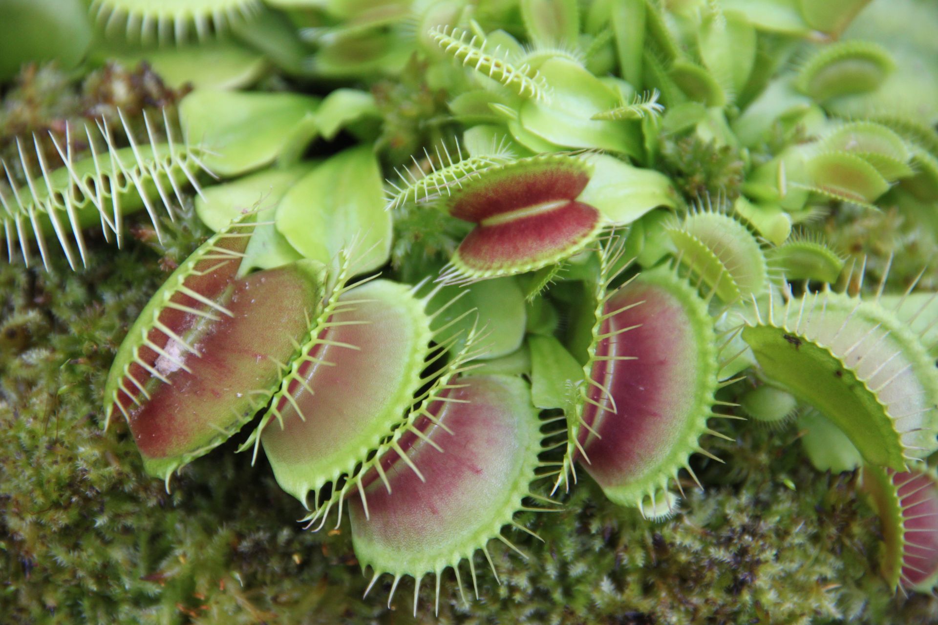 Growing Pond & Carnivorous Plants, with Ross Bayton | Heronswood Garden