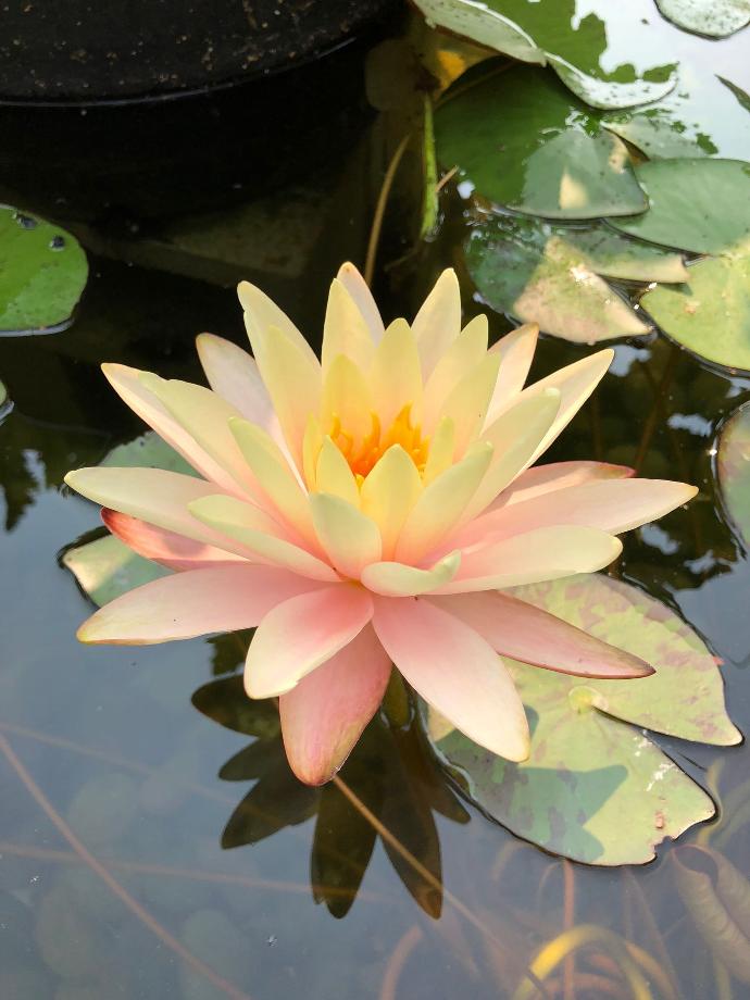 Growing Pond & Carnivorous Plants, with Ross Bayton | Heronswood Garden