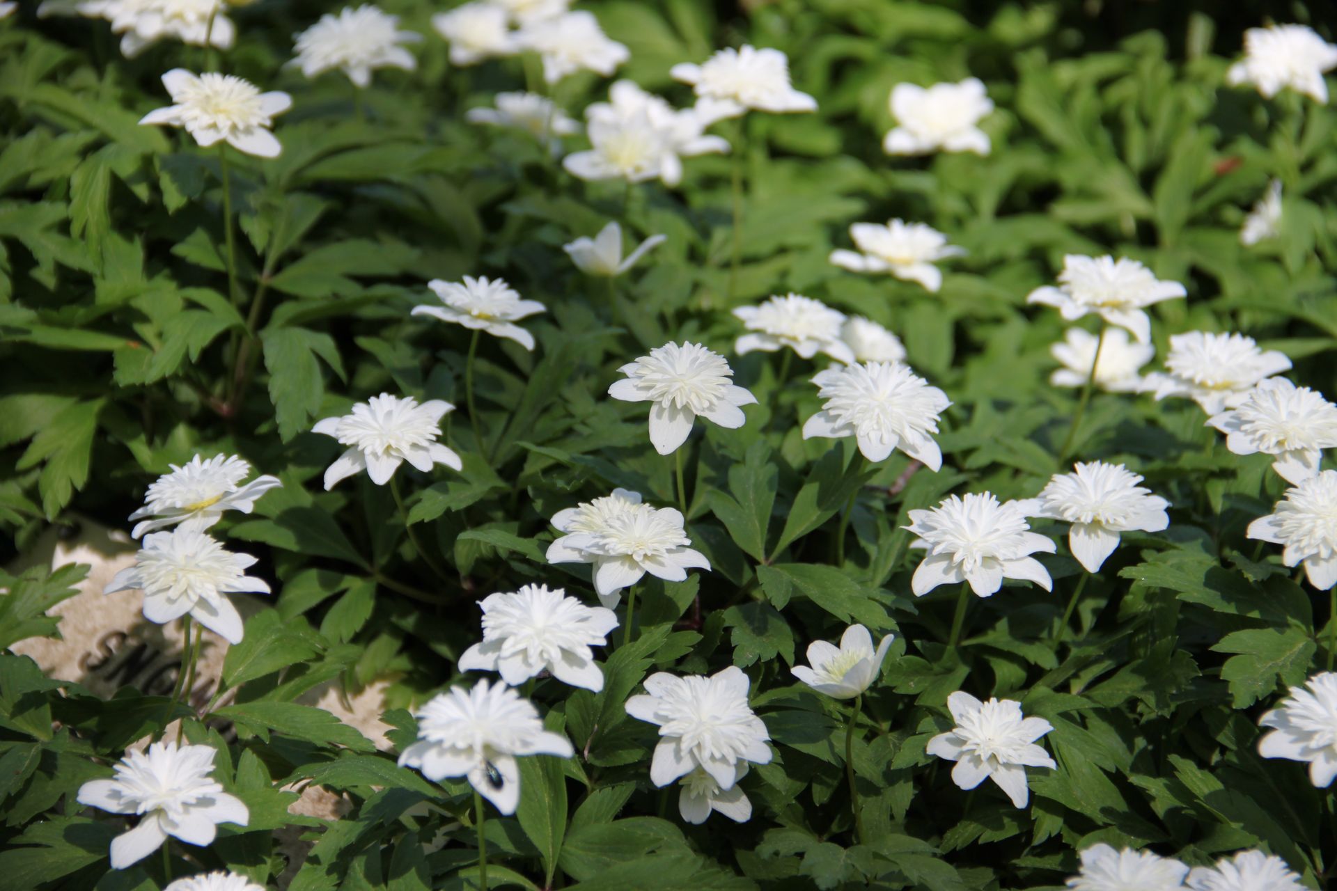 A Year in Flowers: The Buttercup Family, with Ross Bayton | Heronswood ...