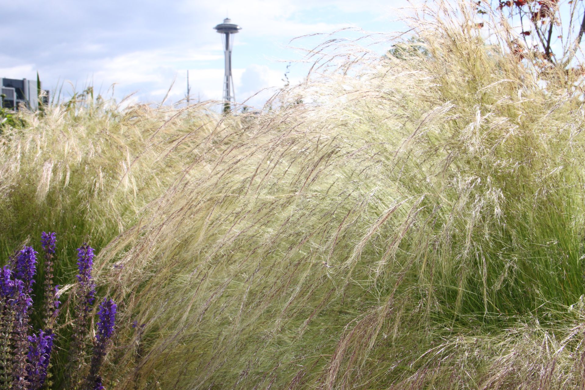 Ornamental Grasses, Sedges & Rushes for the PNW, with Dan Hinkley ...