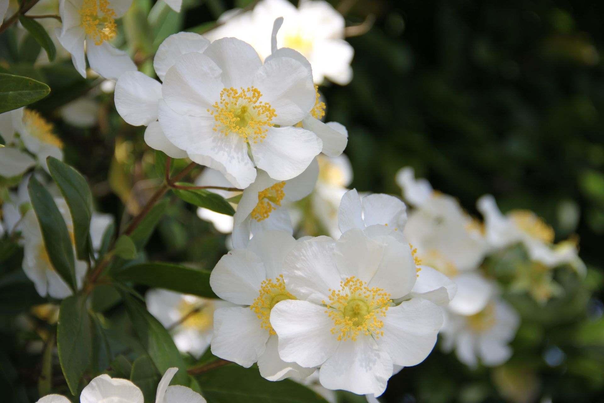 A Year in Flowers: The Hydrangea Family, with Ross Bayton | Heronswood ...