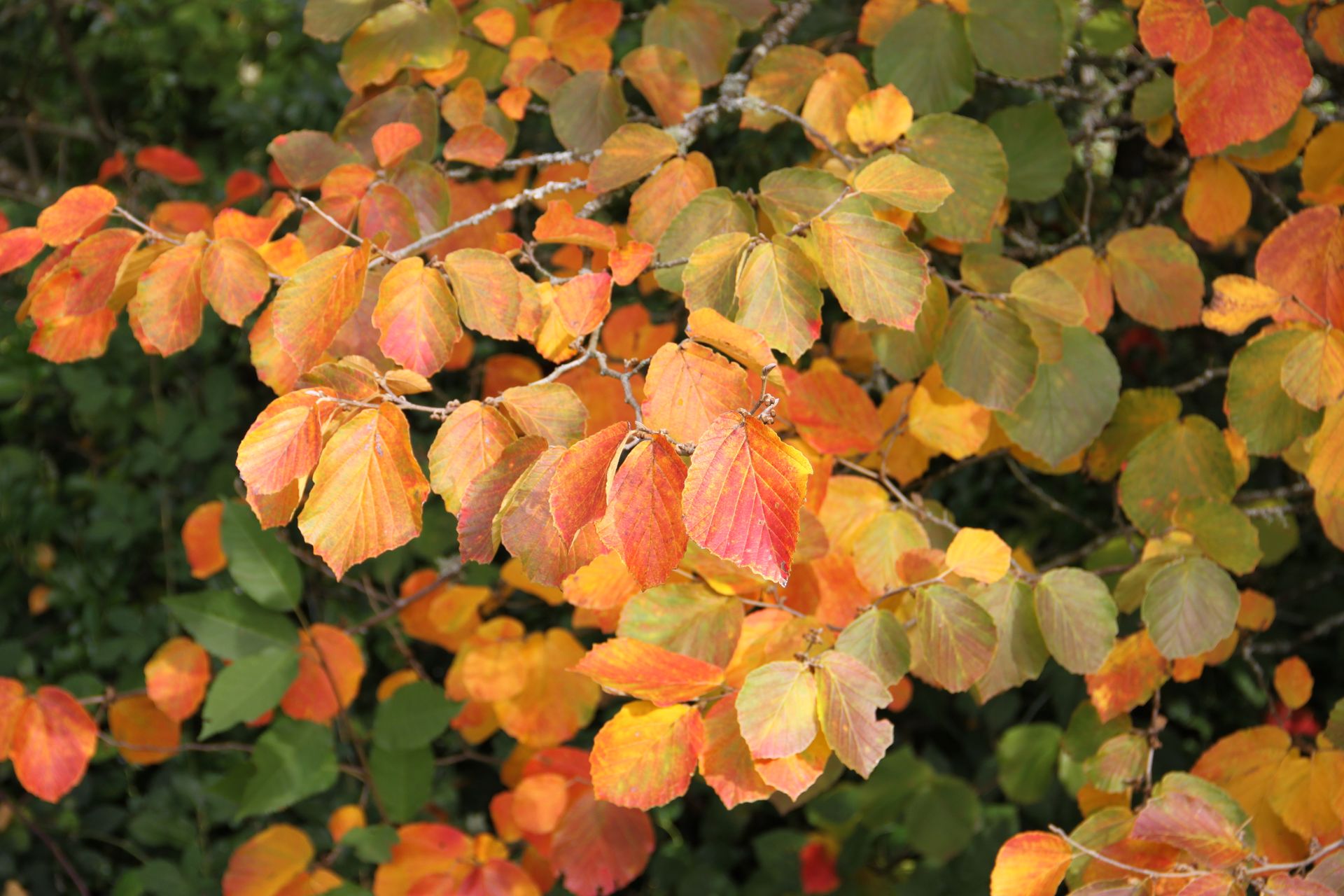 Bridge Plants: Linking the Summer Garden to Fall and Early Winter, with ...