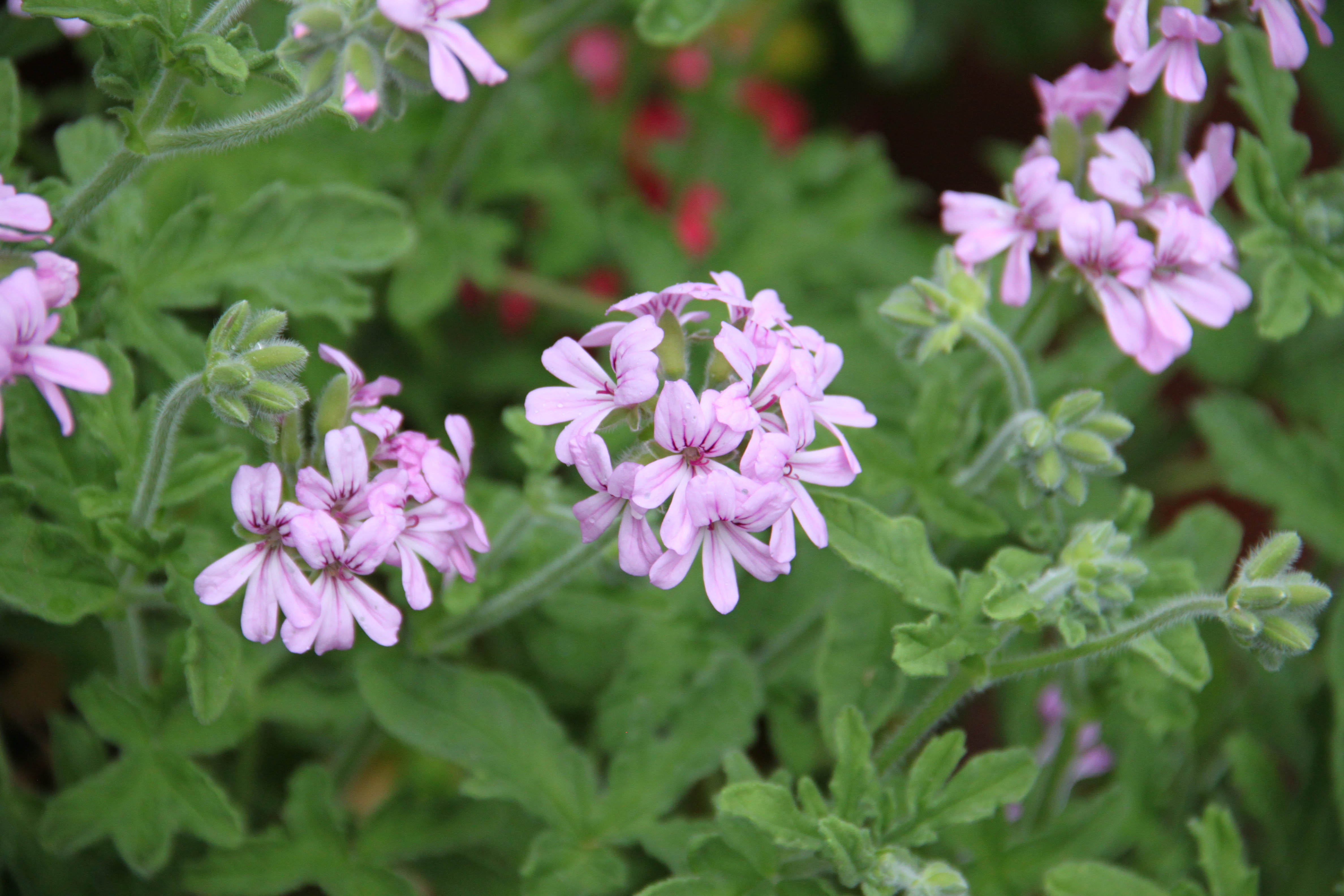 Propagation Part 1, with Dan Hinkley | Heronswood Garden