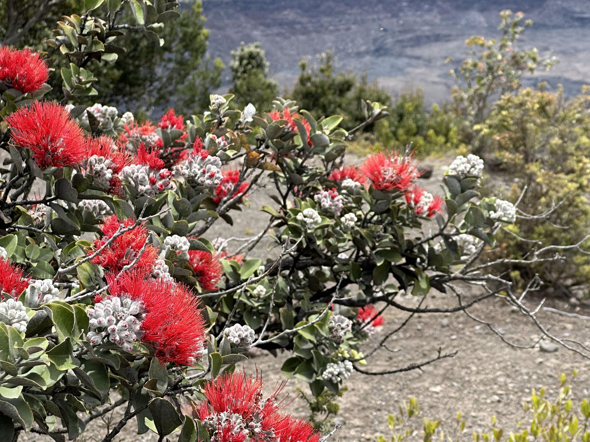 Botanizing the Big Island, with Dr. Ross Bayton | Heronswood Garden