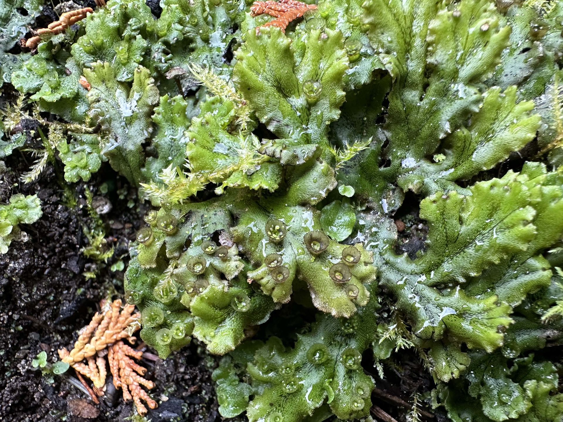 Winter Weeds and How to Tackle Them, with Dr. Ross Bayton | Heronswood ...