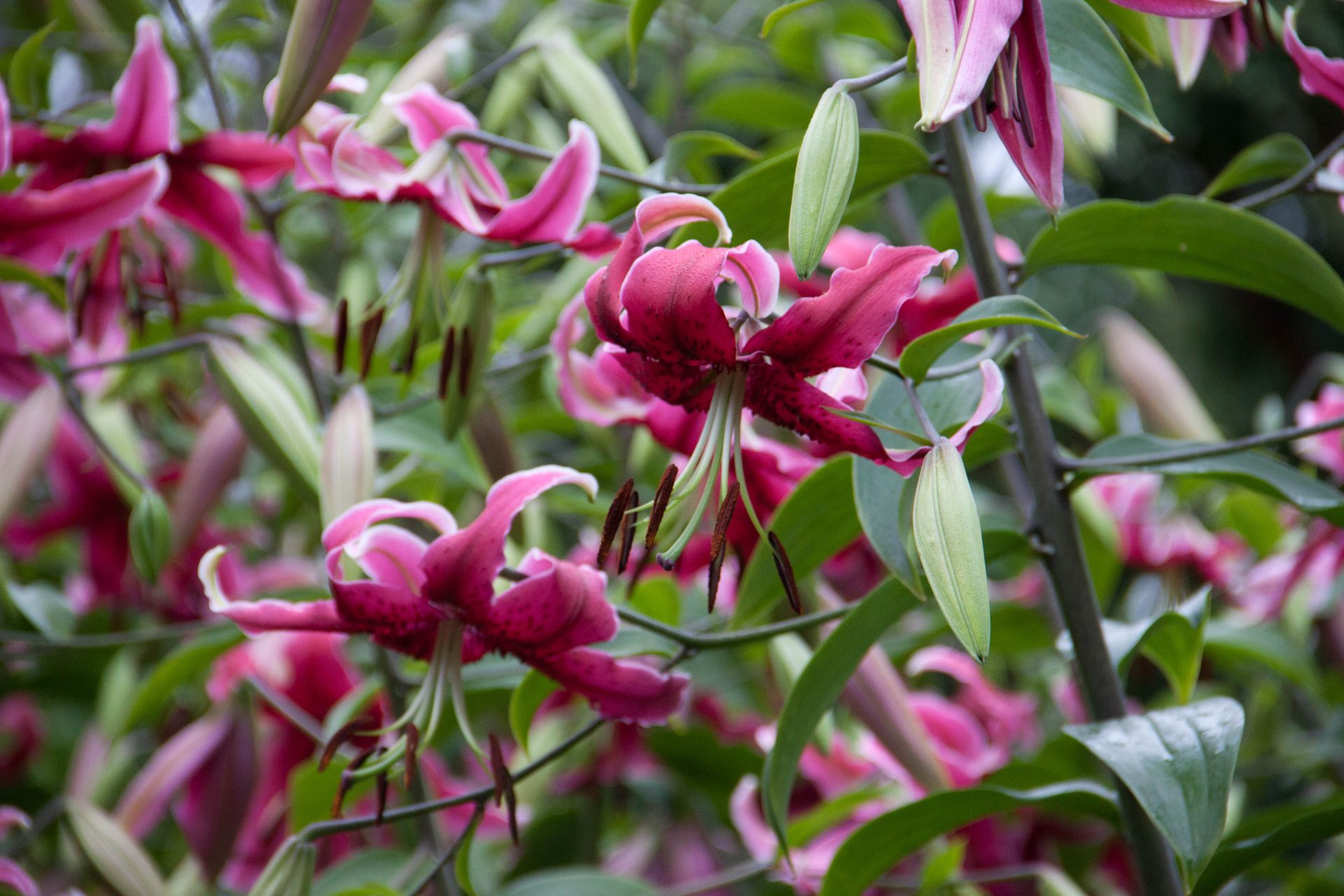 The Science of Scent, with Dr. Ross Bayton | Heronswood Garden
