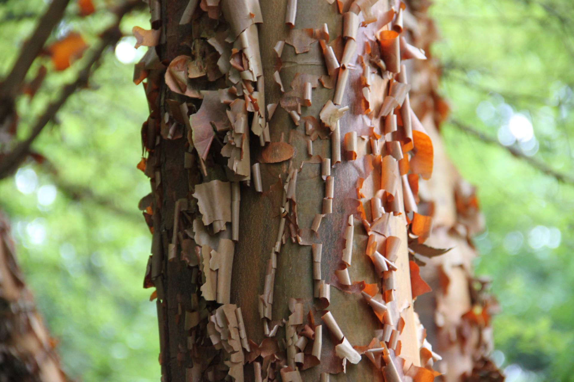 Trees of Heronswood, with Dan Hinkley | Heronswood Garden