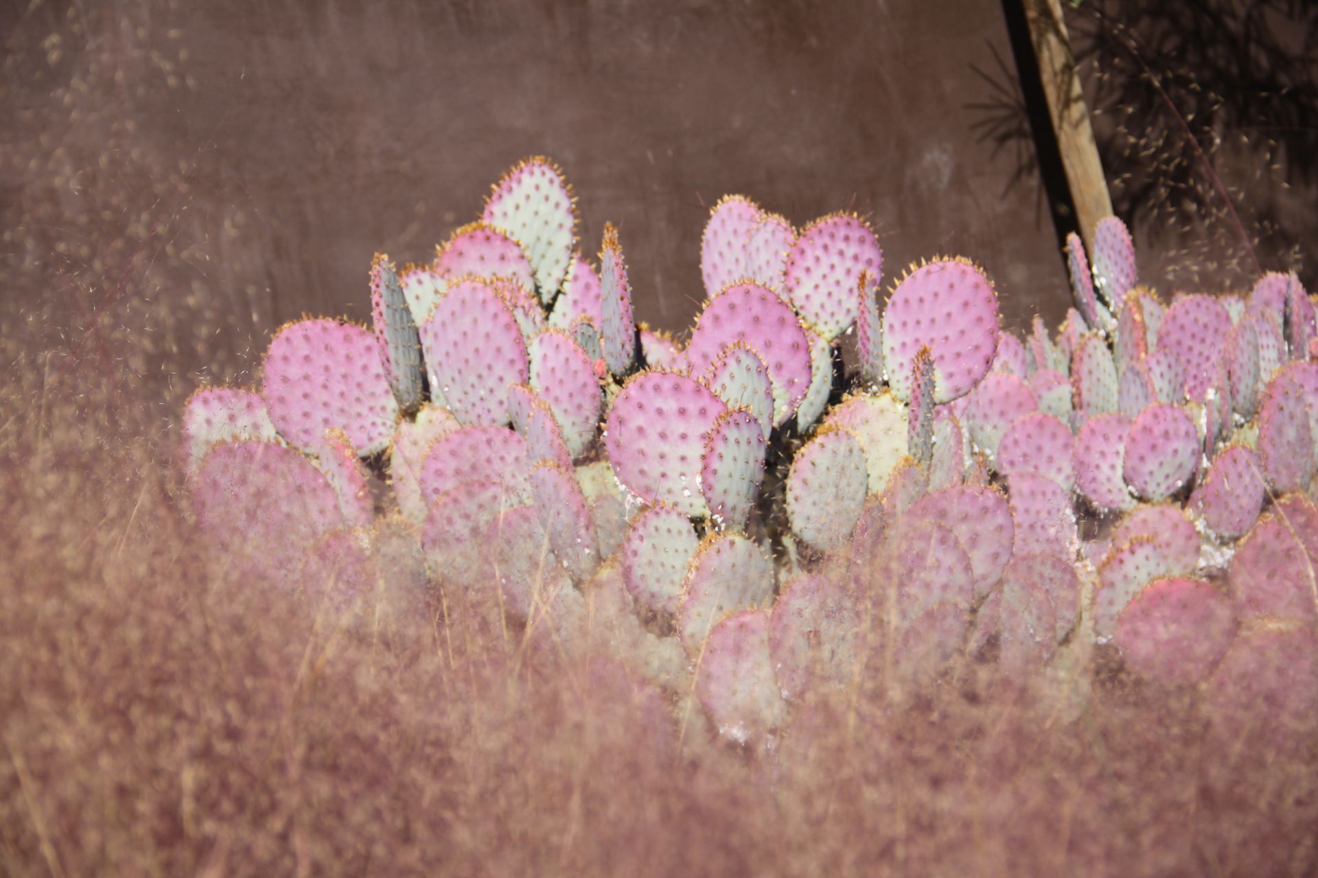 Drought Tolerant Plants, with Dr. Ross Bayton | Heronswood Garden