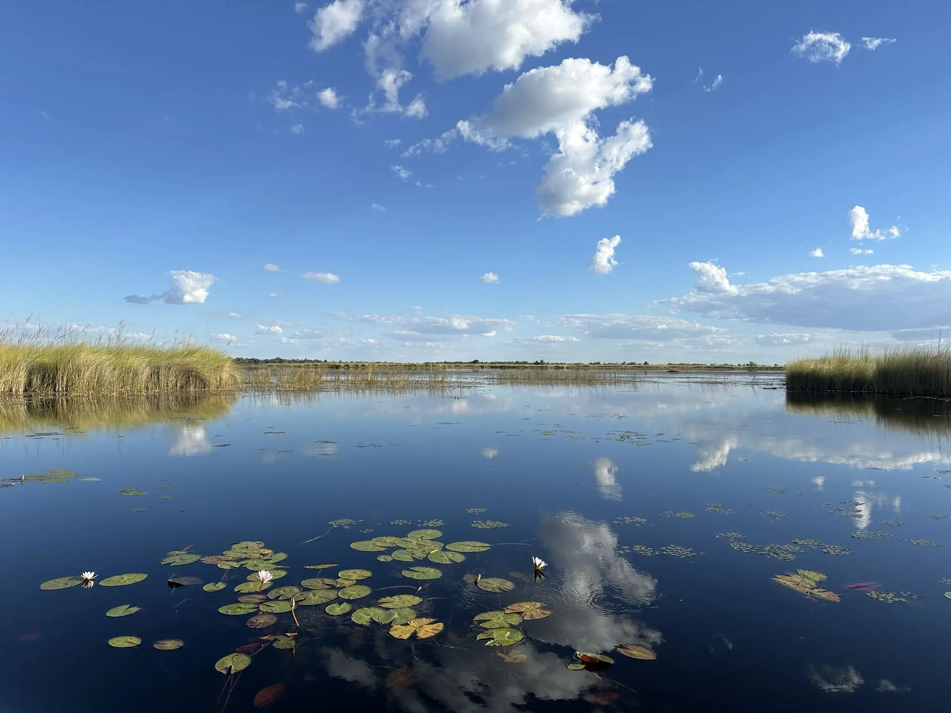 Africa: Safari in Botswana, with Dr. Ross Bayton | Heronswood Garden