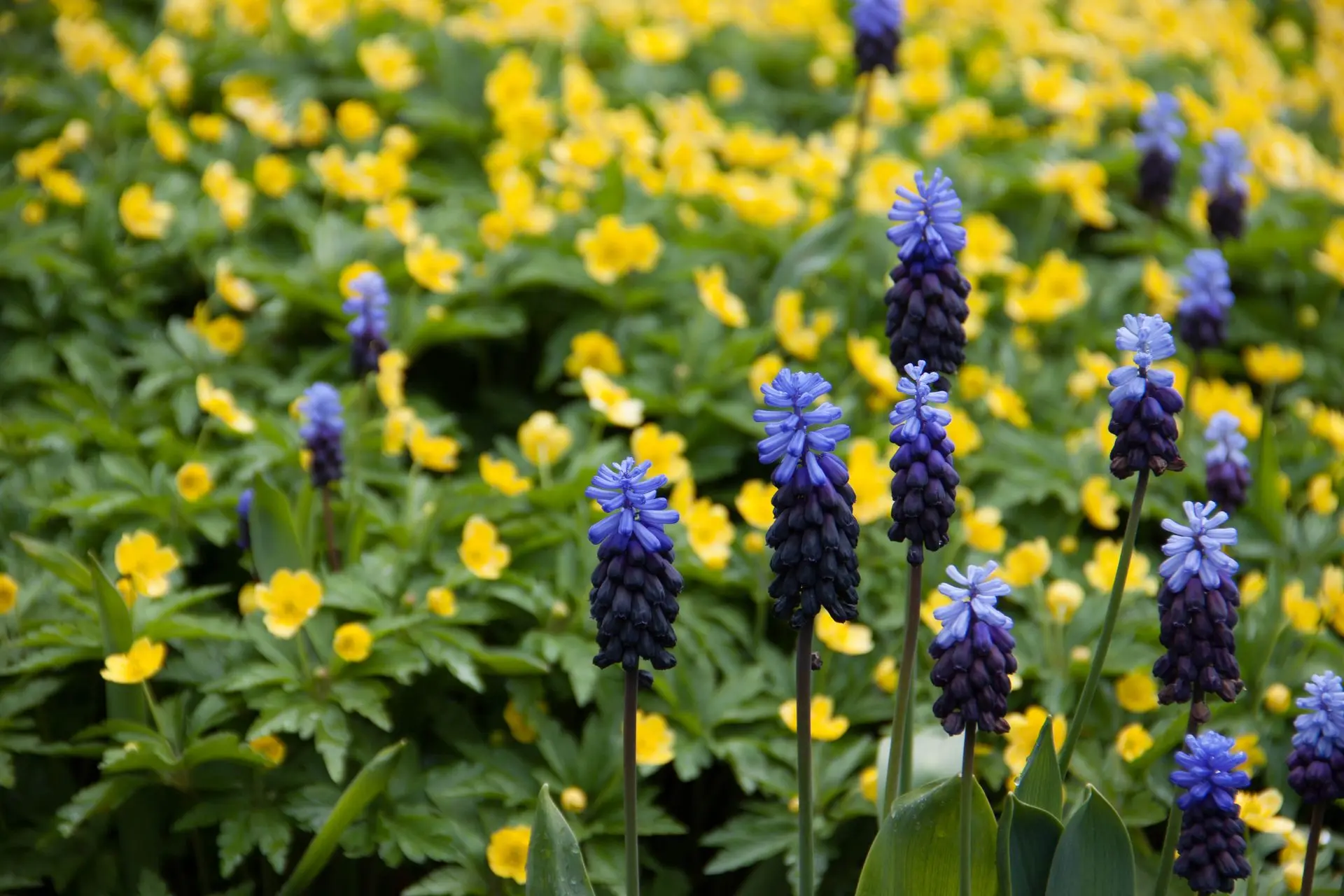The Early Spring Garden, with Dan Hinkley | Heronswood Garden
